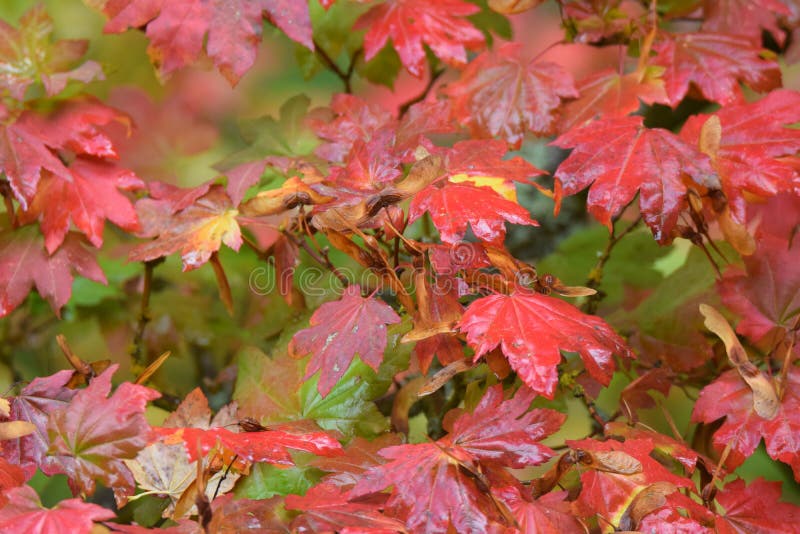 Rain Dripping from Fall Colored Leaves Stock Image - Image of earth ...