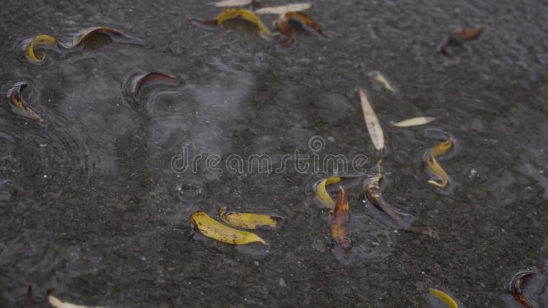 Rain Dripping through Puddles Stock Footage - Video of splash, autumn ...