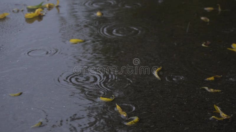 Rain Dripping through Puddles Stock Video - Video of leaves, rainfall ...