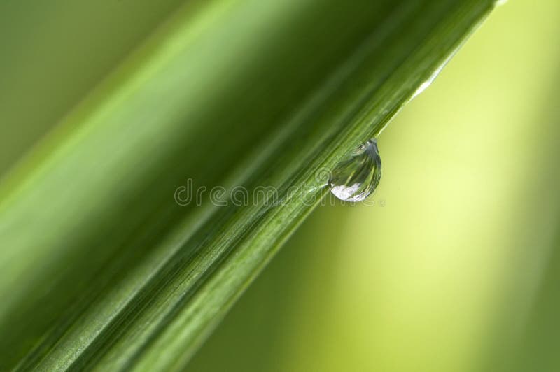 Rain drop stock image. Image of freshness, environment - 10230005
