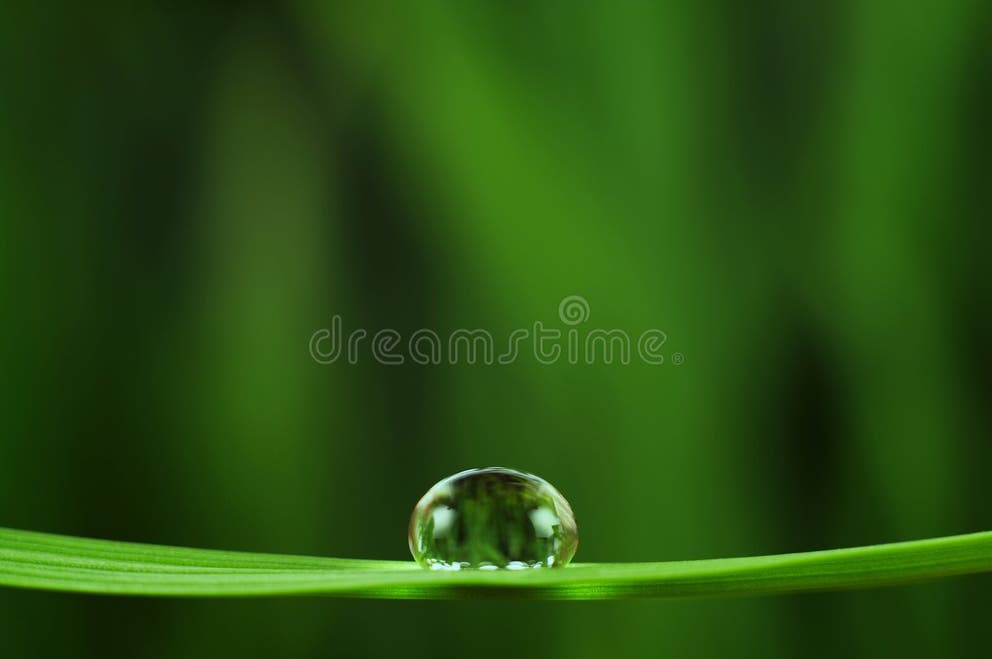 Rain drop stock photo. Image of color, grassland, green - 1652424