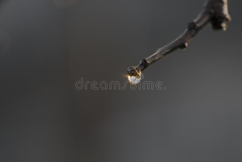 Drop on branch stock image. Image of focus, drop, macro - 45117091