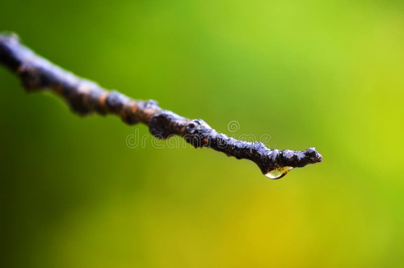 Rain Drop on Branch stock image. Image of herbal, plant - 83493787