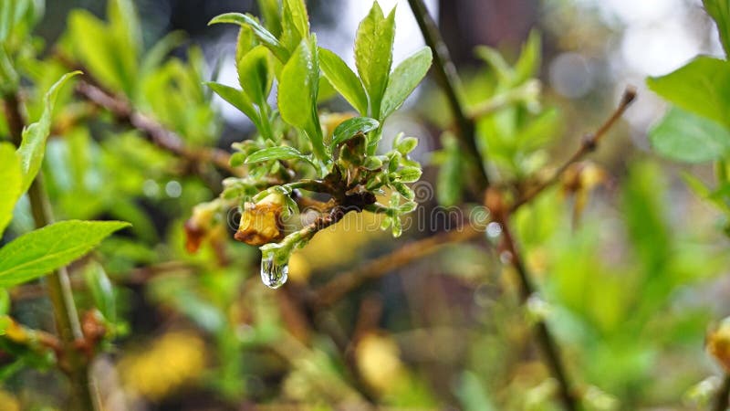 Rain Drop on a Bush after a Storm Stock Photo - Image of birch, rain ...
