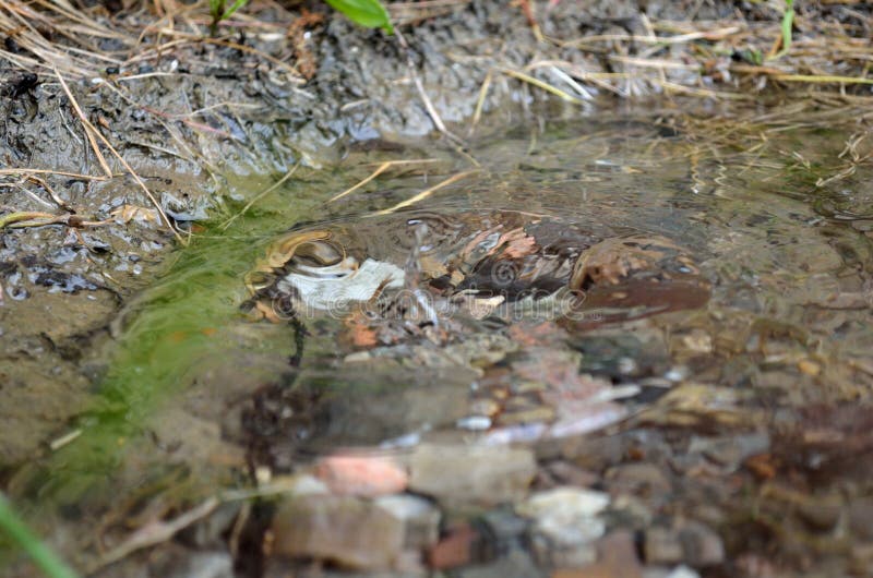 Rain Drop Creates Small Ripple Stock Image - Image of bubble, blue ...