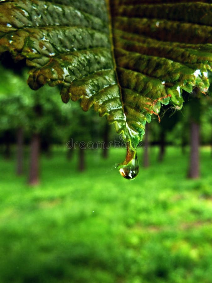 Rain Drop on the Edge of Leaf after the Rain Stock Photo - Image of ...