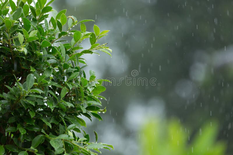 Rain Drop Falling On Green Leaf Tree Stock Image - Image of herb ...