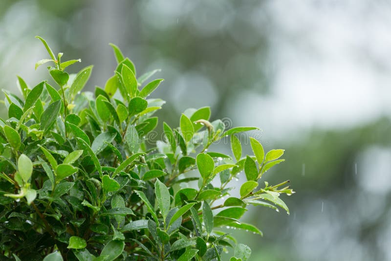 Rain Drop Falling on Green Leaf Tree Stock Photo - Image of fresh ...