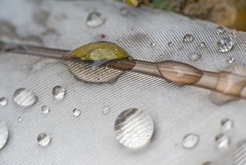 Rain drop in feather stock photo. Image of abstract - 187444260