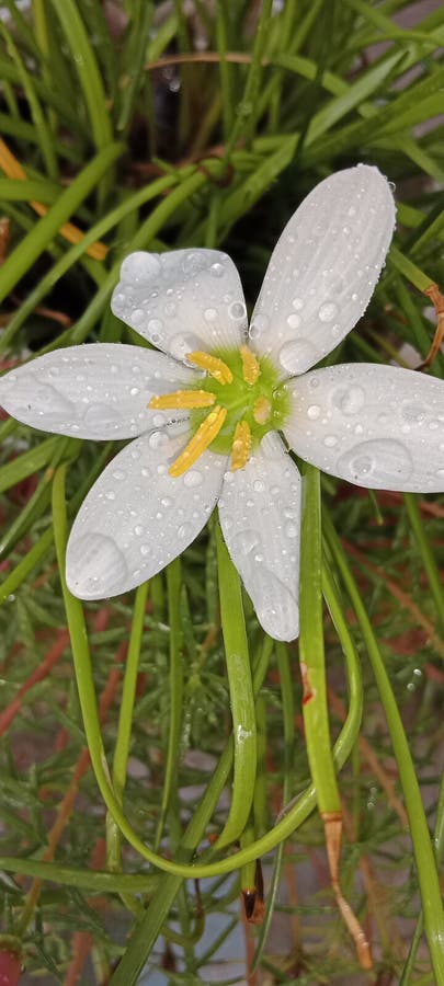Rain drop flower stock photo. Image of green, precious - 253169712