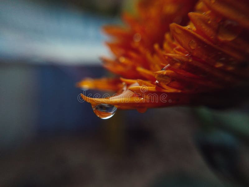 Rain drop on flower stock photo. Image of season, marco - 168724944
