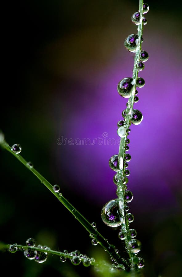 Rain Drop with a Flower Reflection Stock Image - Image of summer, leaf ...