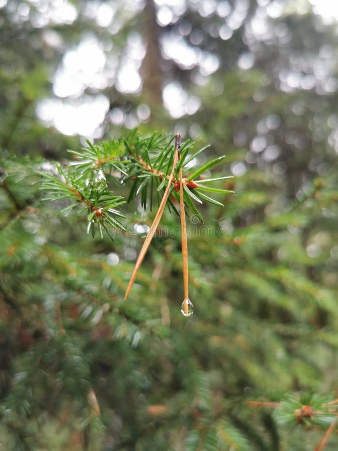 Rain Drop Forest Spruce Conifer Stock Image - Image of drop, rain ...