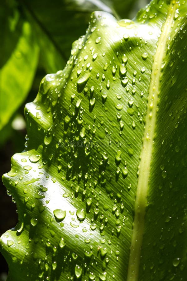 Rain drop on green leaf stock photo. Image of exotic - 53327912
