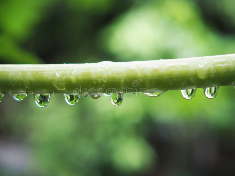 Rain Drop on Green Leafe after Rainy Make Crytal Clear Drop Stock Image ...