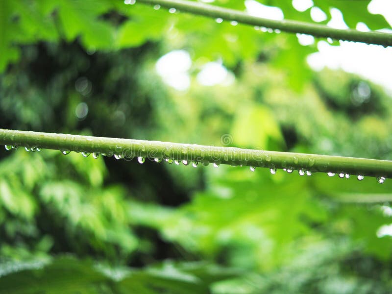 Rain Drop on Green Leafe after Rainy Make Crytal Clear Drop Stock Image ...