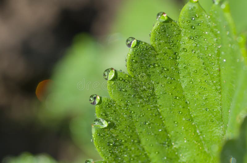 Rain drop stock image. Image of green, natural, nature - 71953649