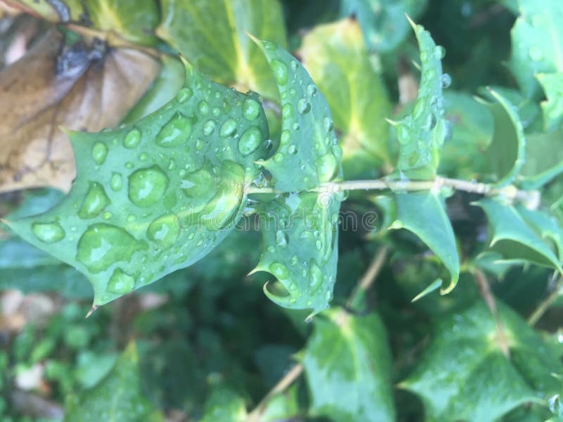 Rain drop on a leaf stock photo. Image of leaf, botany - 107554964