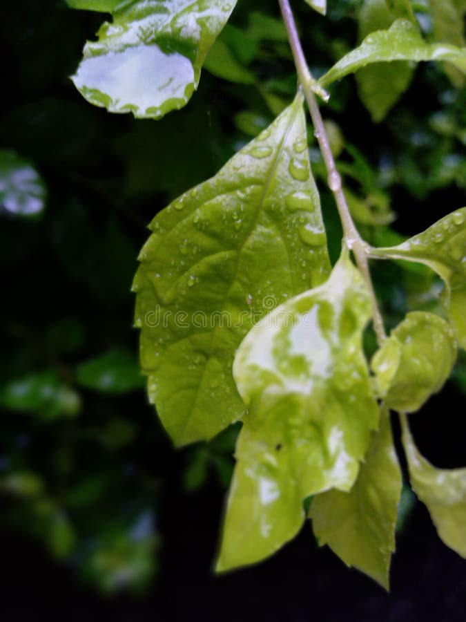 Rain drop leaf stock photo. Image of wildflower, blossom - 179943952