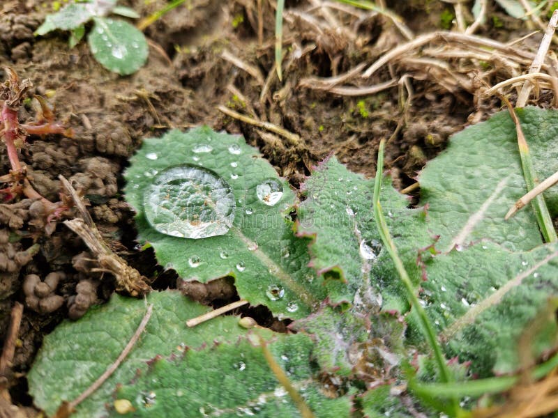 Rain Drop on the Leaf Photo Stock Image - Image of produce, shrub ...