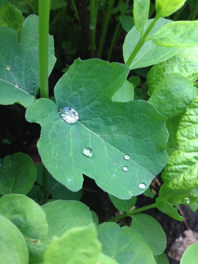 The Sun Shines through the Leaf of a Healthy Corn Leaf. Stock Image ...