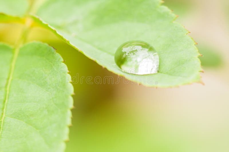 Rain Drop on Leaf stock image. Image of natural, close - 40861345