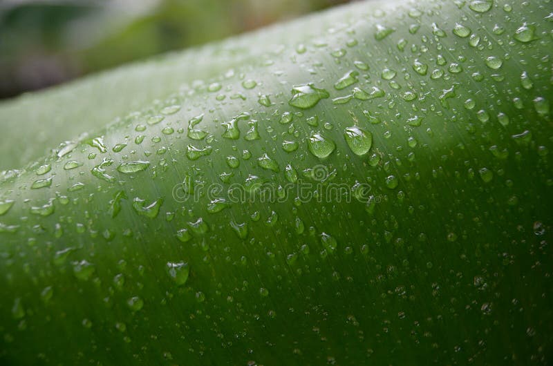 Rain drop on the leaf stock photo. Image of water, rain - 61285222