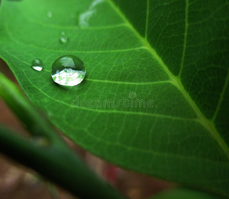 Rain drop in a leaf. stock image. Image of drop, raindrops - 47844921