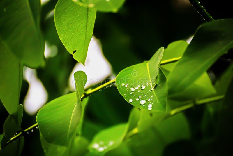 The Rain Drop on the Leaves Stock Image - Image of agriculture ...
