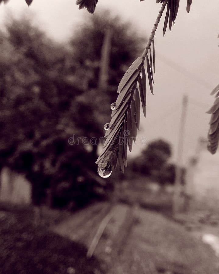 Rain Drop Lie on the Leaf Look Awesome Stock Image - Image of leaf ...