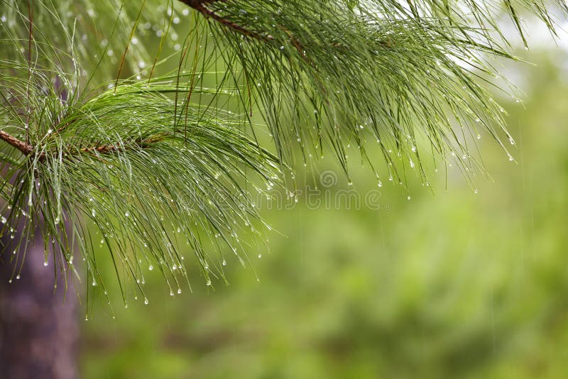 Rain drop on pine tree stock image. Image of rain, drops - 39699219