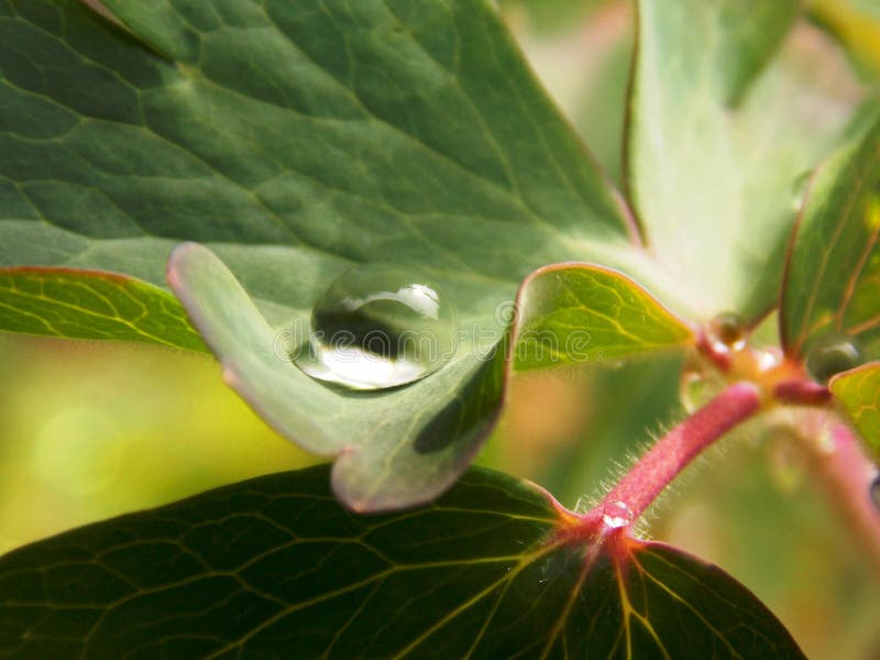 Drop stock image. Image of drop, macro, water, green - 100892307