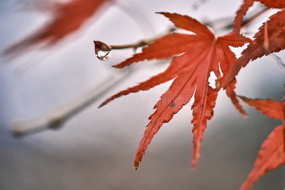 Rain drop on a red leaf stock photo. Image of beauty - 261417730