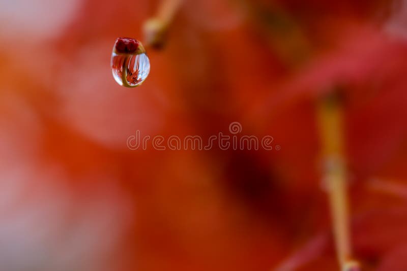 Rain drop on a red leaf stock photo. Image of forest - 261417744