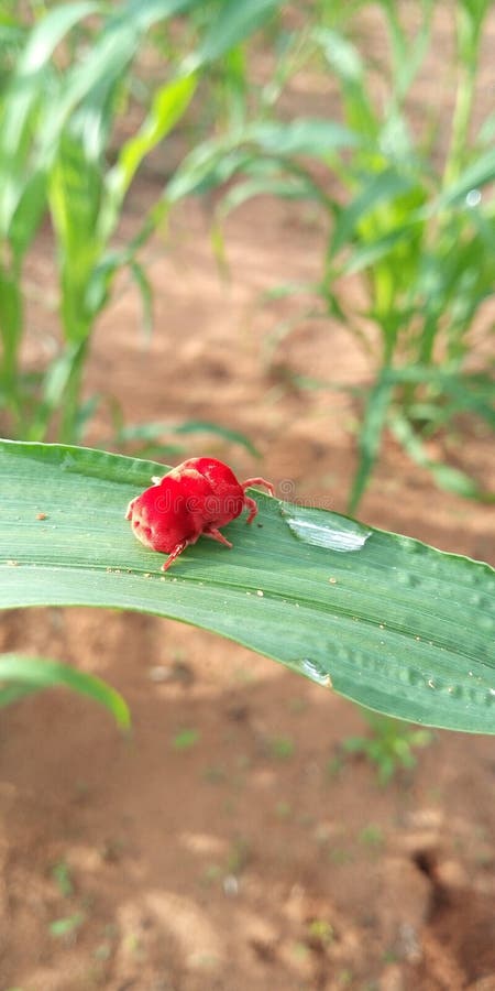 Red Velvet Bug on the Millet Leaf Stock Image - Image of sitting ...