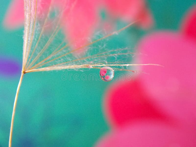 A Rain Drop and a Reflection in it Stock Image - Image of water ...