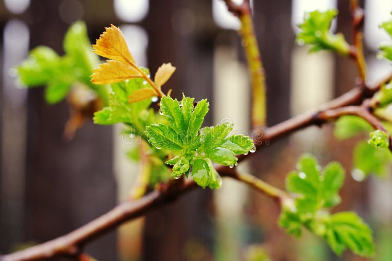 Rain Drop on Rose Bush in Springtime Stock Photo - Image of water, rain ...