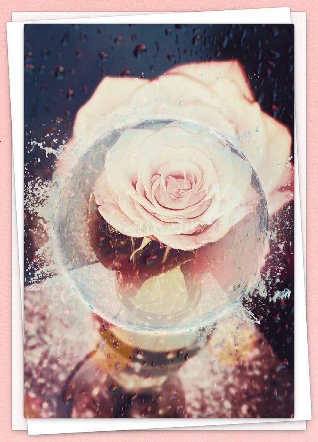 Rain drop rose stock photo. Image of drop, rain, rose - 132995102