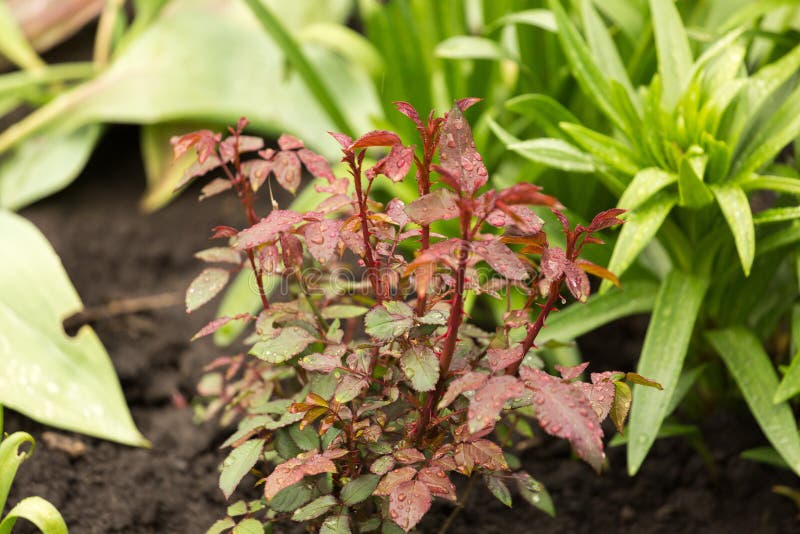 Rain Drop on Small Rose Bush, Beautiful Stock Image - Image of bush ...