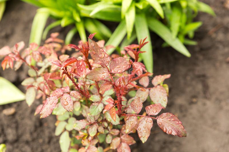Rain Drop on Small Rose Bush, Beautiful Stock Image - Image of garden ...