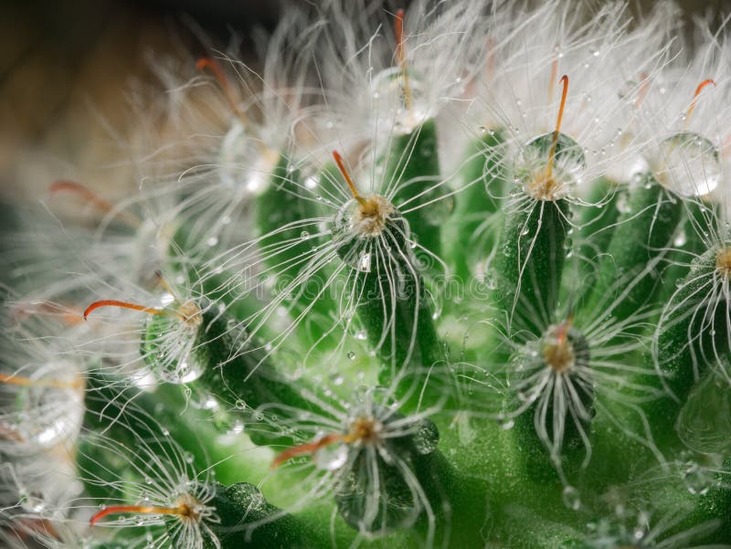 Rain Drop on the Torn of Cactus Stock Photo - Image of grow, herbal ...