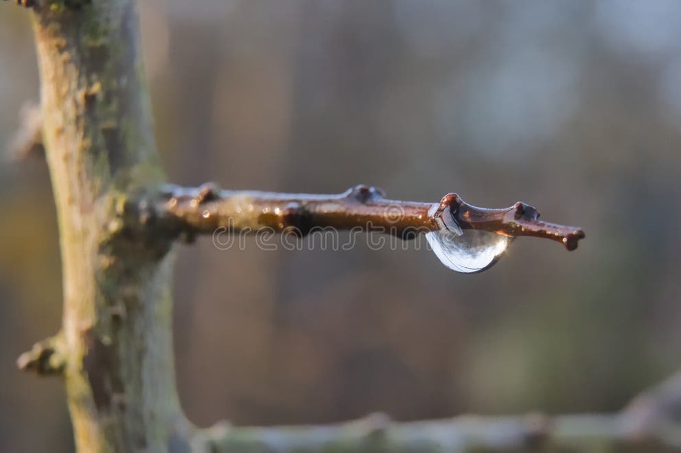 Rain drop on a twig stock photo. Image of twig, sunlight - 266395952