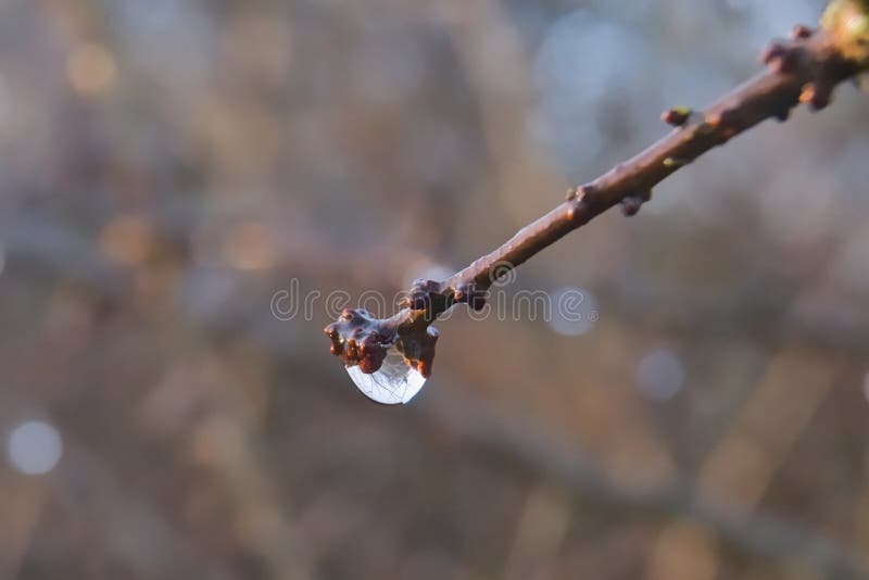 Rain drop on a twig stock image. Image of spring, bare - 266395937
