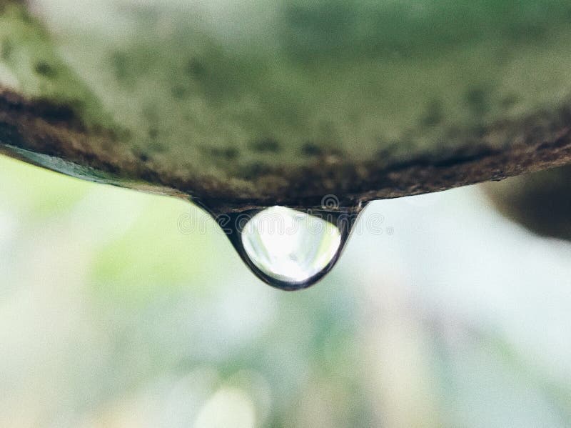 Rain drop under a banana stock image. Image of drop, banana - 99082207