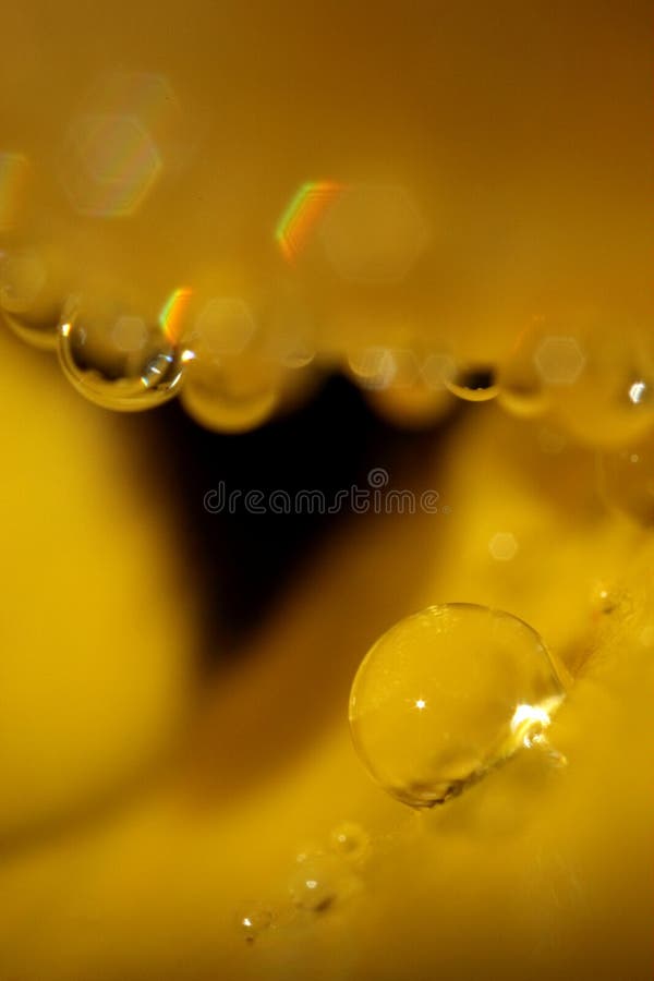 Rain-drop on Yellow Flower stock photo. Image of tulip - 5023366