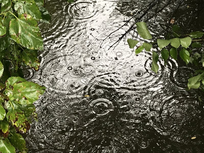Rain Droplets Falling into a Pond Stock Image - Image of park, view ...