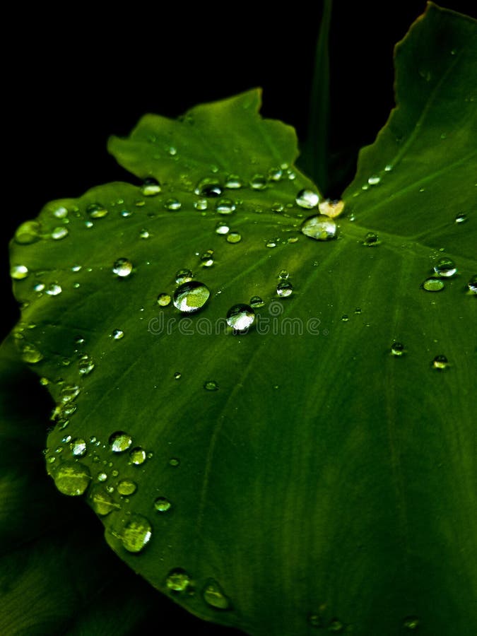 Rain Droplets Sitting Freely on a Hydrophobic Leaf without Breaking the ...