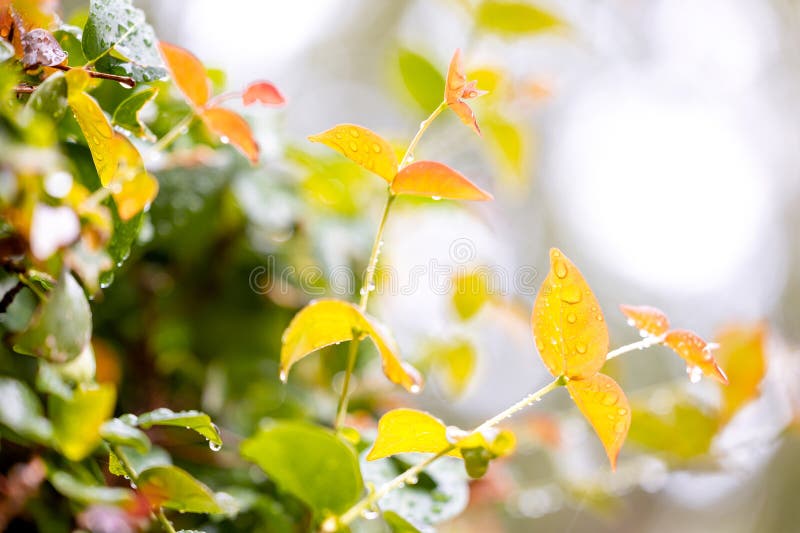 Rain Droplets and Sunshine on Yellow and Green Transparent Leaves ...
