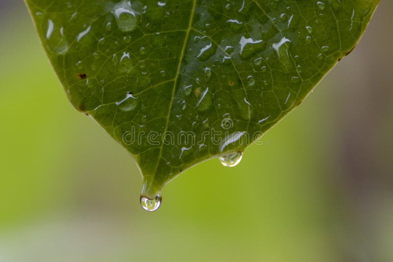 Rain drops stock image. Image of calm, 450d, peace, light - 13963157