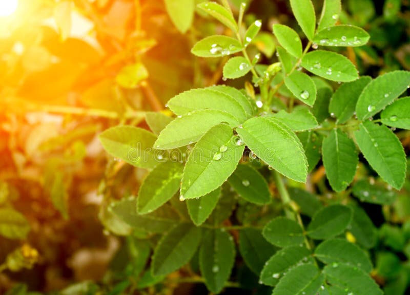 Spring Rain stock photo. Image of forest, rain, dense, spring - 978118